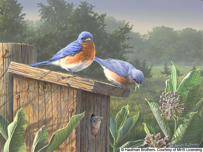 Wildlife art prints plus original paintings with a wide selection from ...