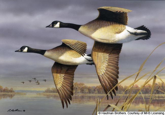 Wildlife art prints plus original paintings with a wide selection from ...