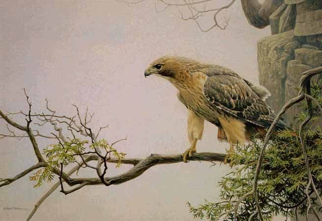 Wildlife art prints plus original paintings with a wide selection from ...