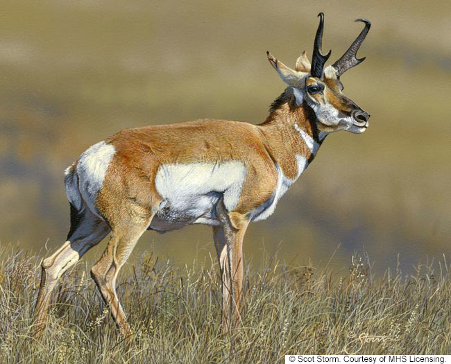 Wildlife art prints plus original paintings with a wide selection from ...