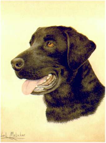 Wildlife art prints plus original paintings with a wide selection from ...