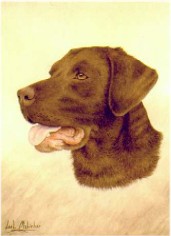 Wildlife art prints plus original paintings with a wide selection from ...