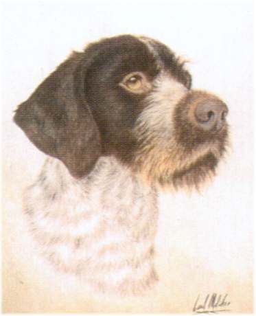 Wildlife art prints plus original paintings with a wide selection from ...