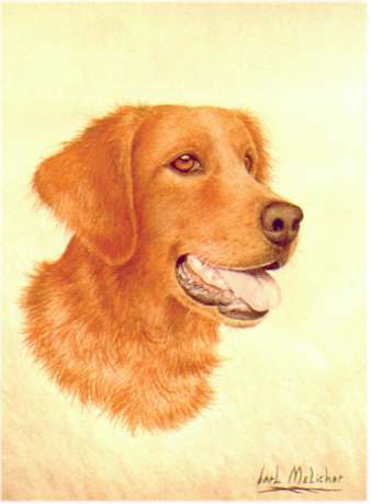 Wildlife art prints plus original paintings with a wide selection from ...